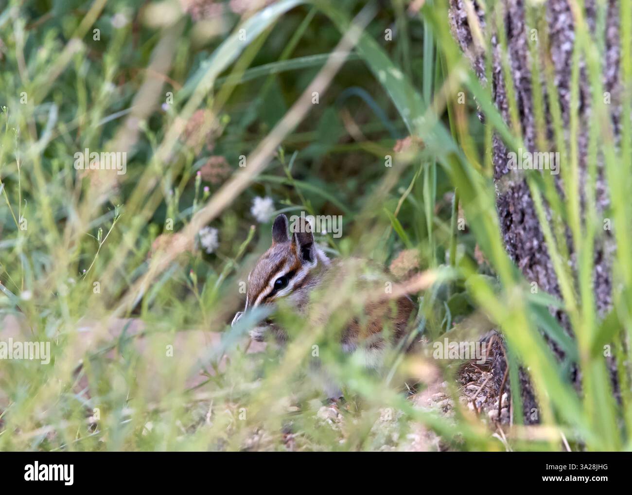 Chipmunk hiding in tall grass eating, view through grass of profile of ...