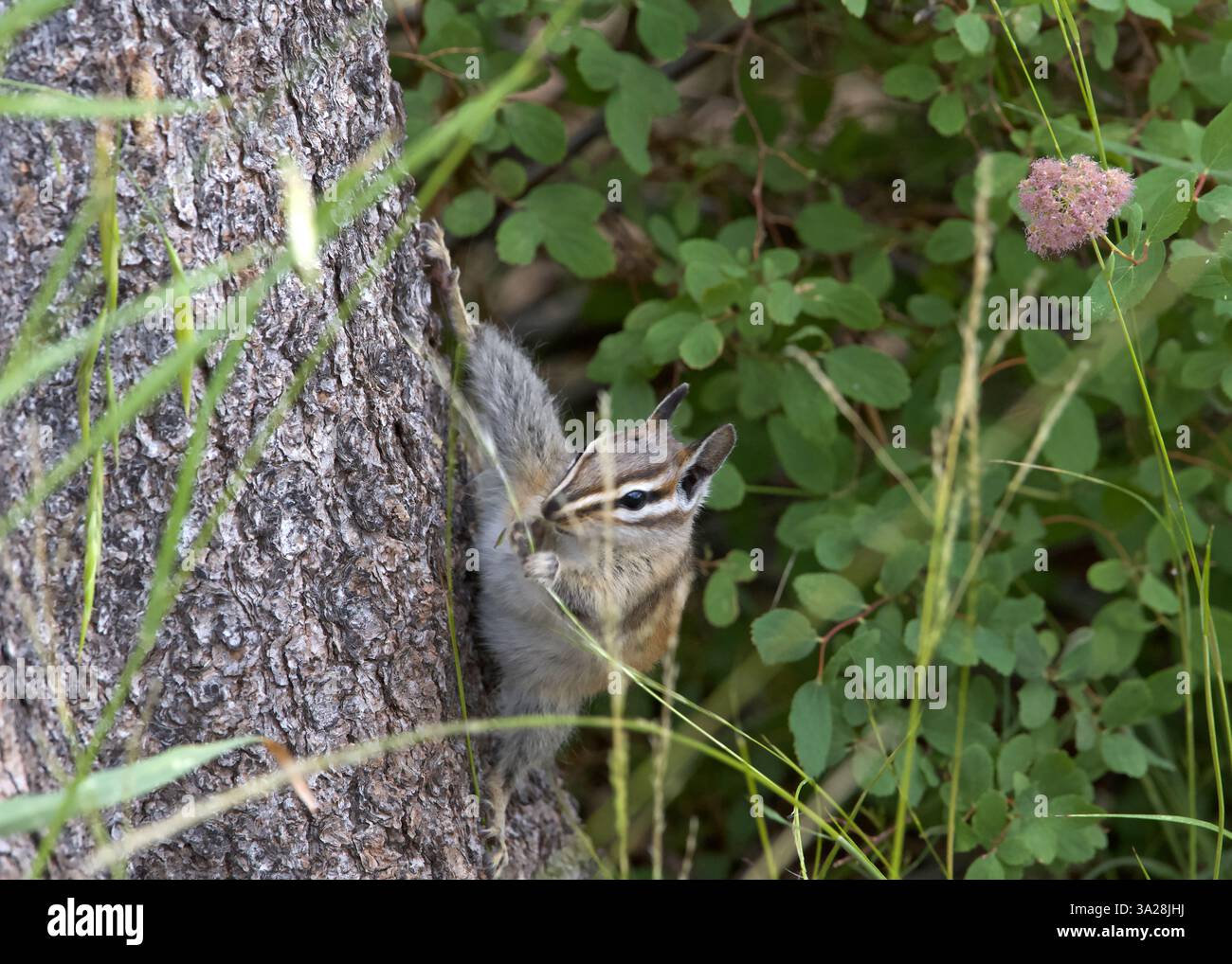 Chipmunk in a tree holding onto the trunk sideways with hind legs while ...