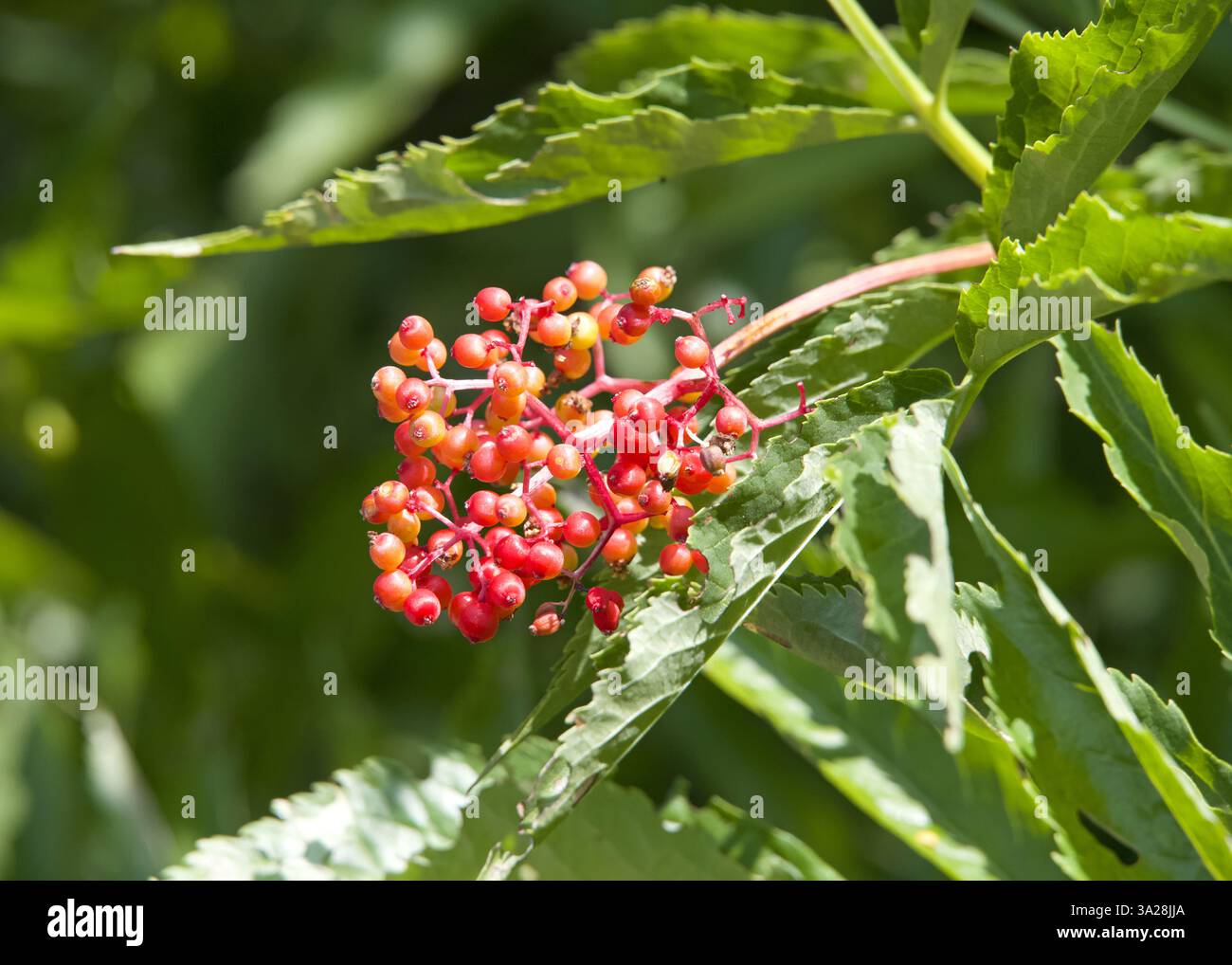 Close up on cluster of Sambucus racemosa berries, a species of ...