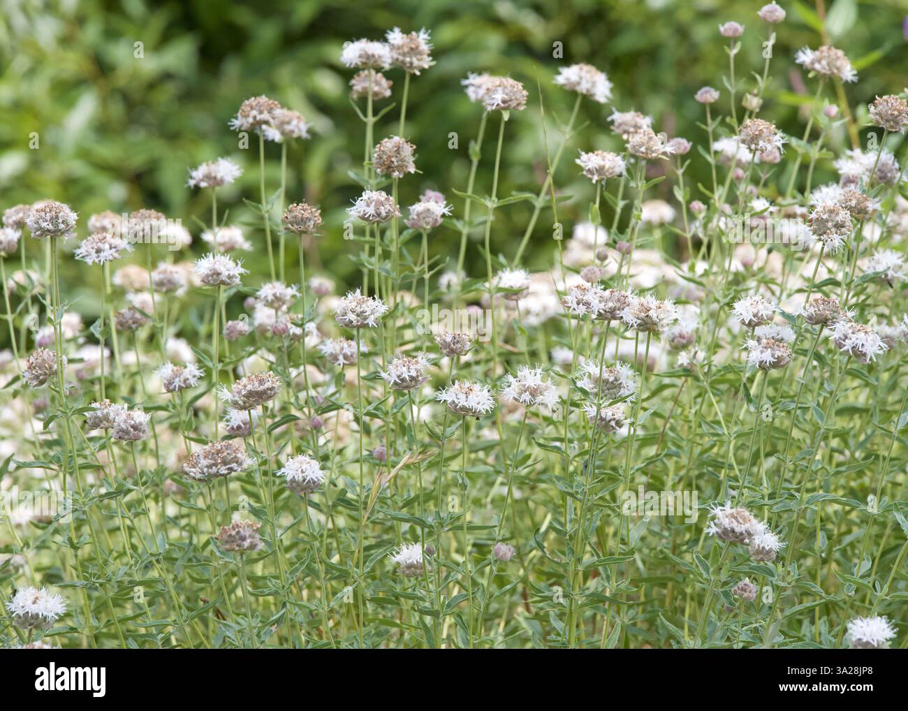 Pennyroal hi-res stock photography and images - Alamy
