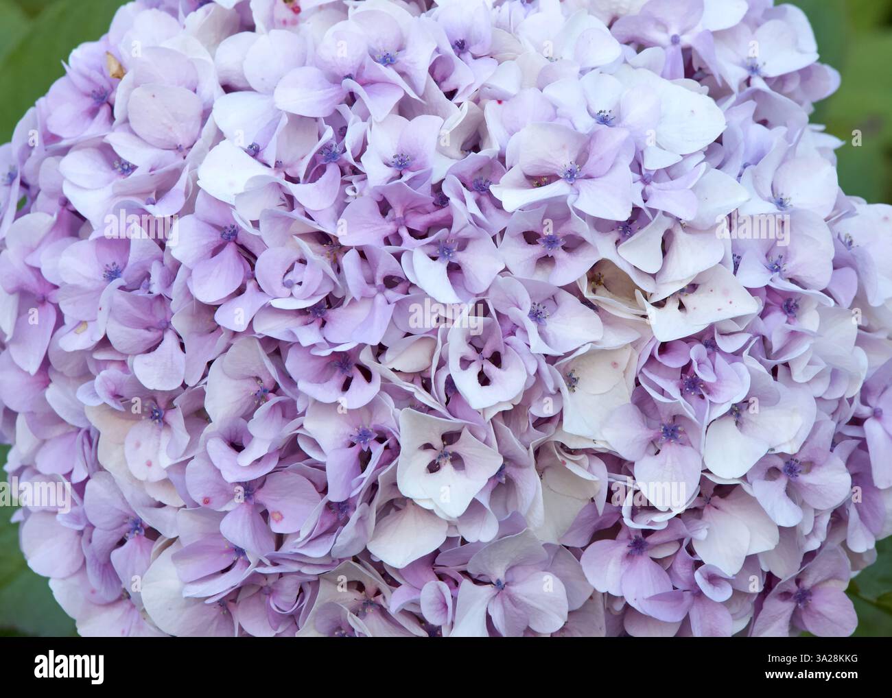 Cluster of purple and white Hydrangea surrounded by green leaves ...