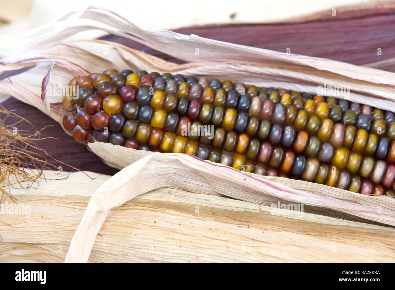 Close up of Flint, Indian Corn in the husks one ear with husk pulled ...