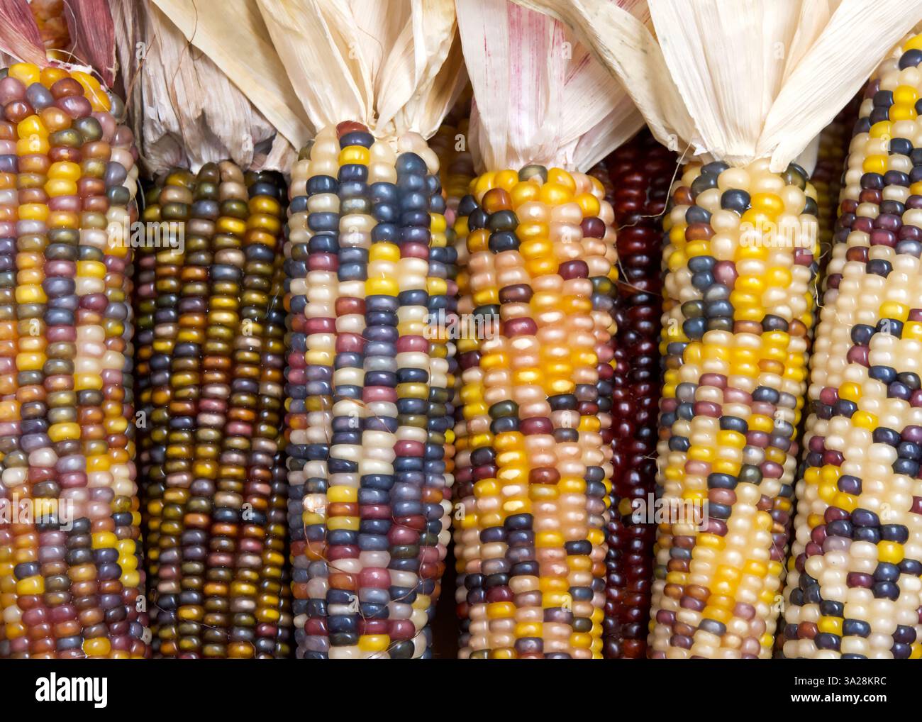 different colors of vibrant ears of Flint, Indian Corn with husks ...