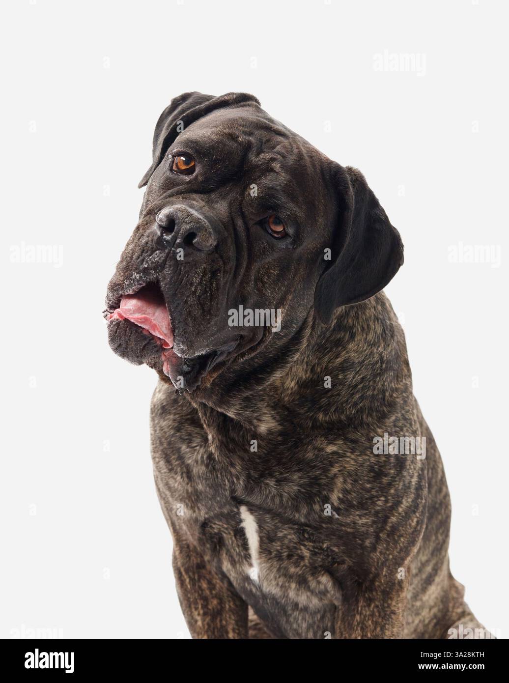 A Cane Corso tilts its head slightly against a white background ...