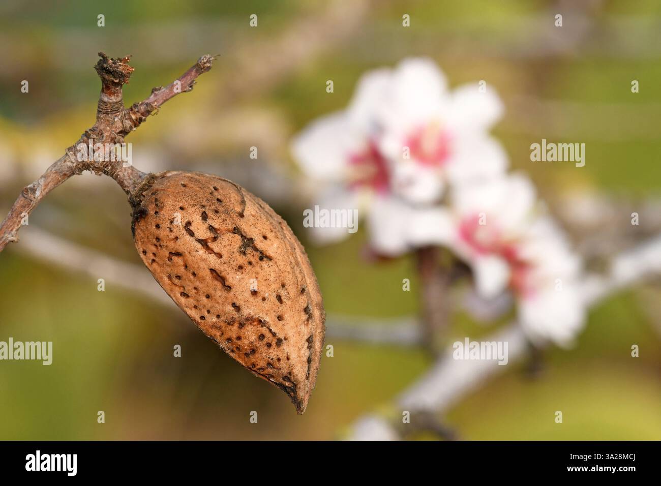 Almond fruit on wild almond tree Stock Photo - Alamy