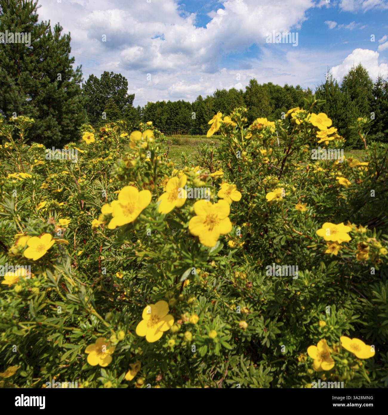 Dasiphora fruticosa is a species of hardy deciduous flowering shrub ...