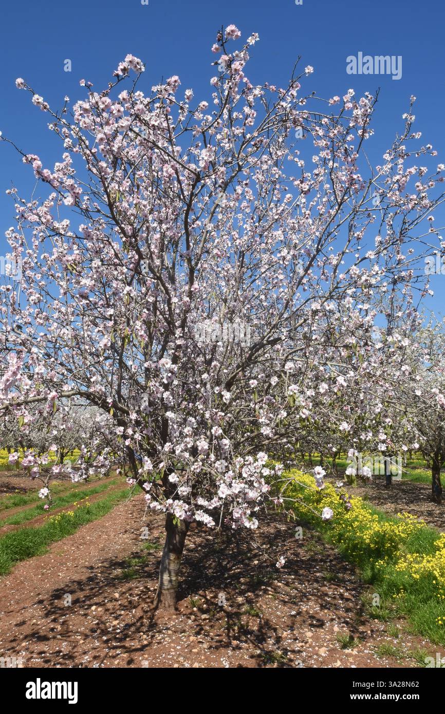 Orchard agriculture macro hi-res stock photography and images - Alamy