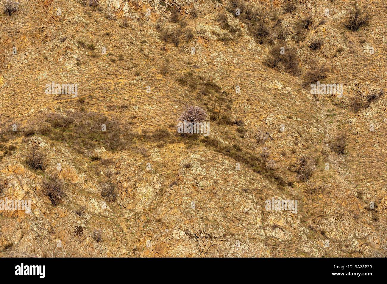 Isolated tree with purple leaves springtime on the horizon hi-res stock ...