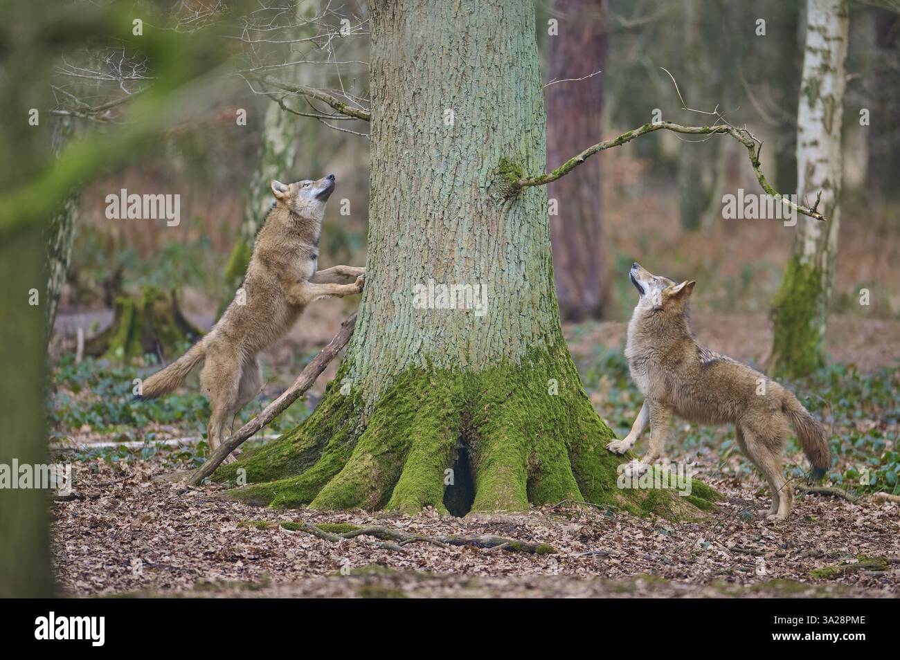 Wolf (Canis lupus), two wolves looking at a mossy tree trunk in the ...