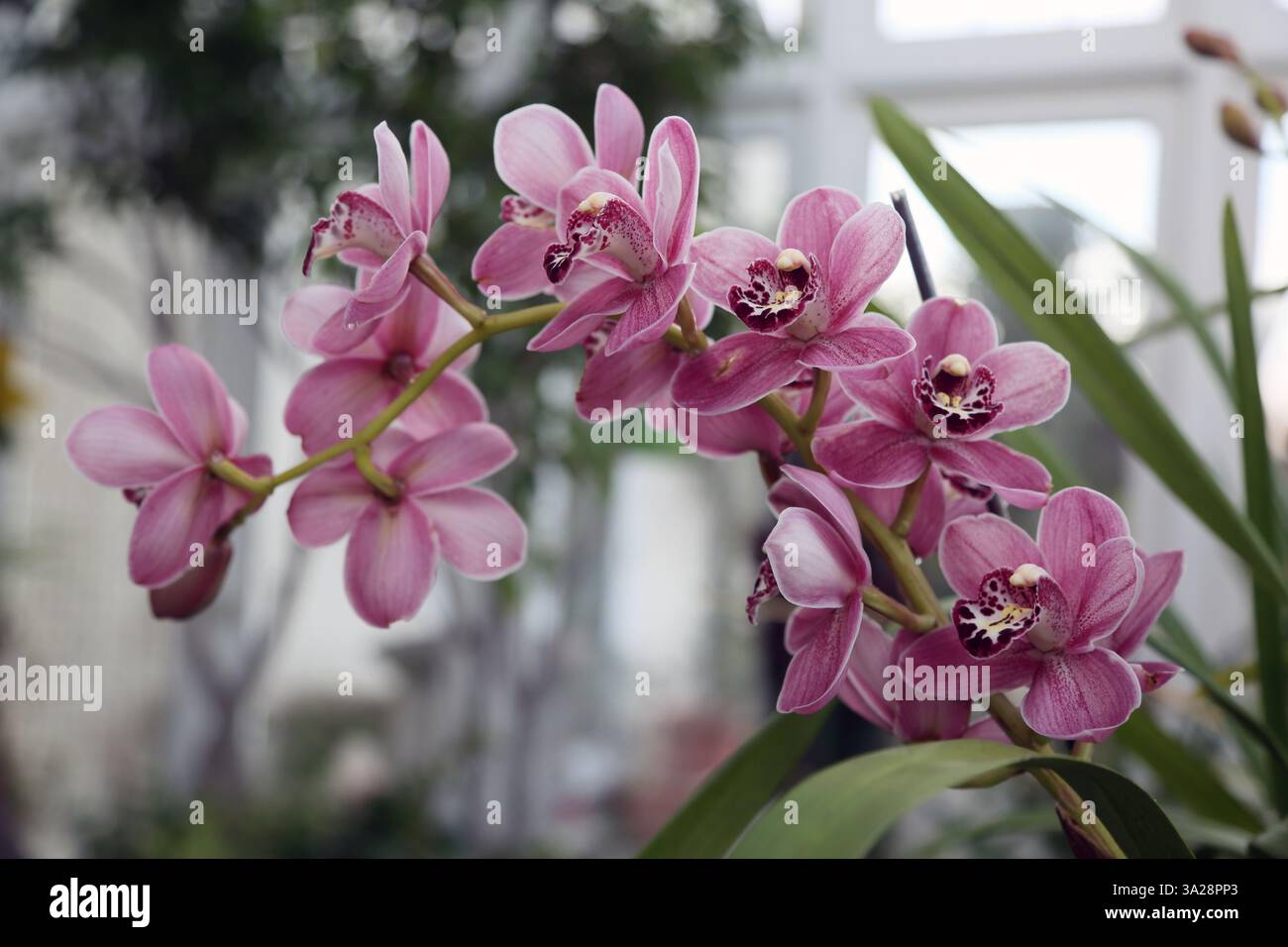 Pink Cymbidium orchid in a conservatory Stock Photo - Alamy