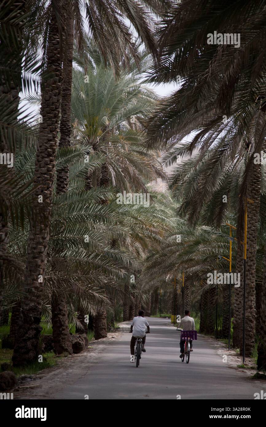banana oasis oman middle east Stock Photo - Alamy