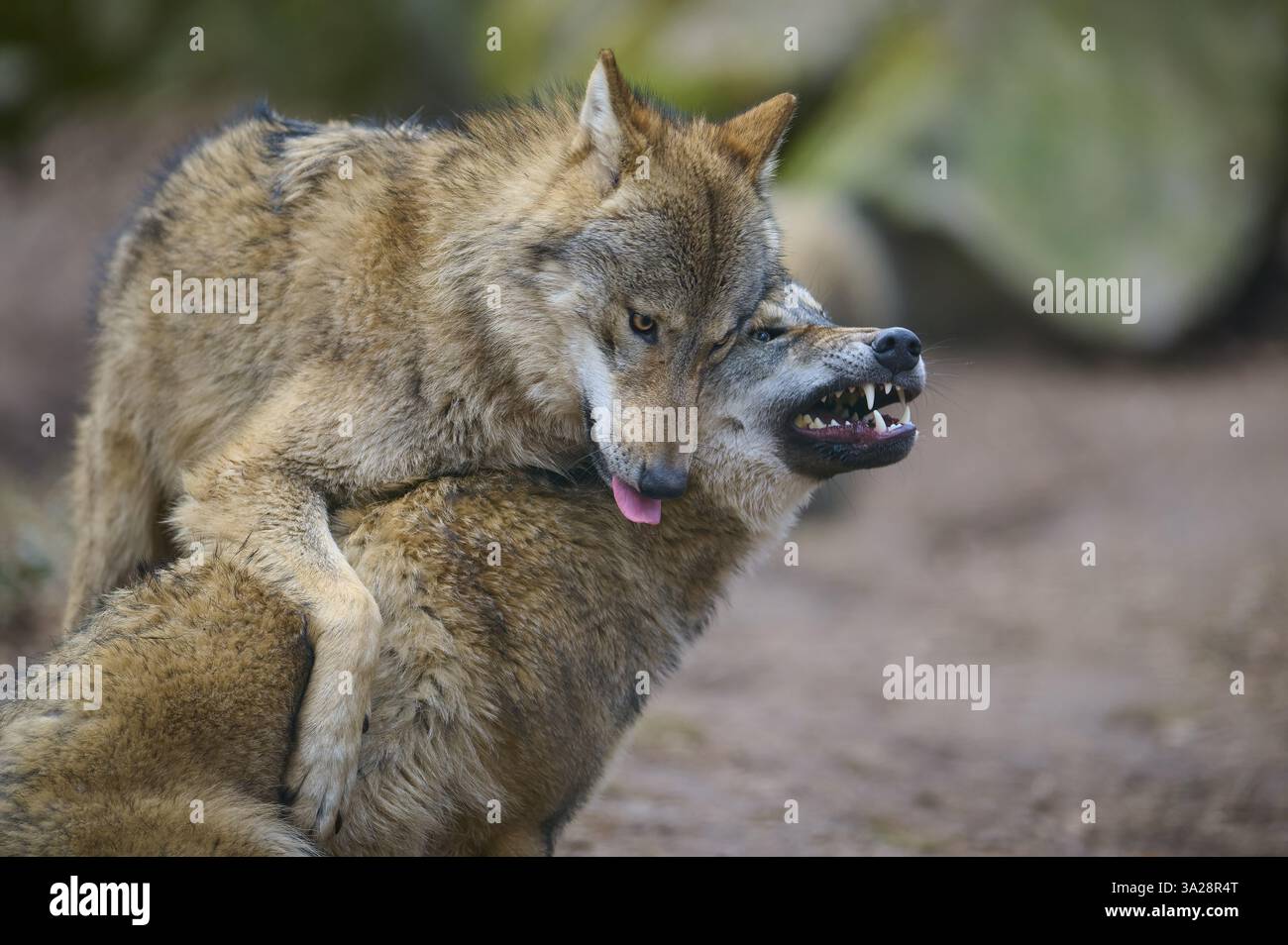 Wolf (Canis lupus), two wolves fighting with each other during mating ...