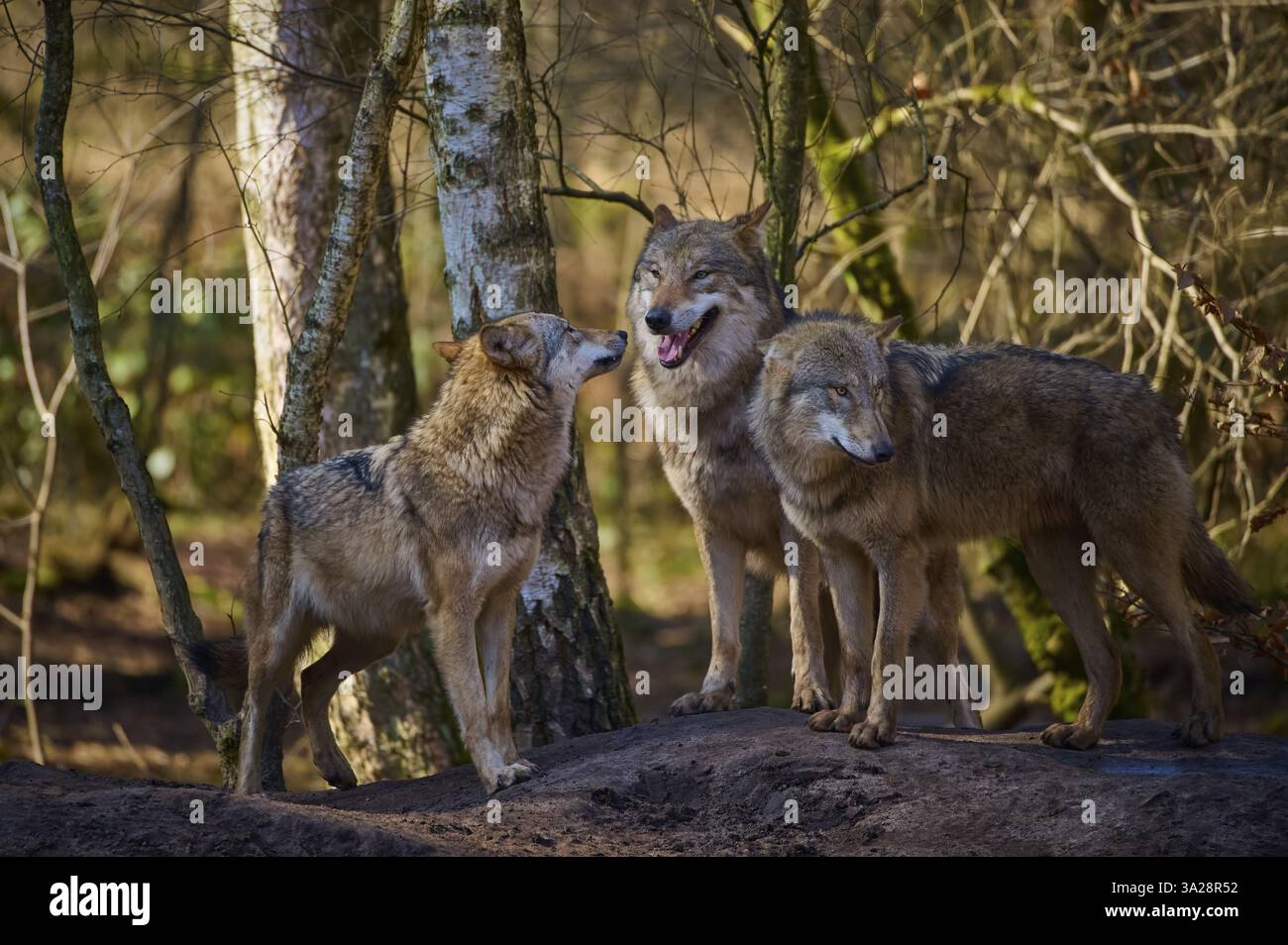 Wolf (Canis lupus), three wolves standing in a forest, surrounded by ...