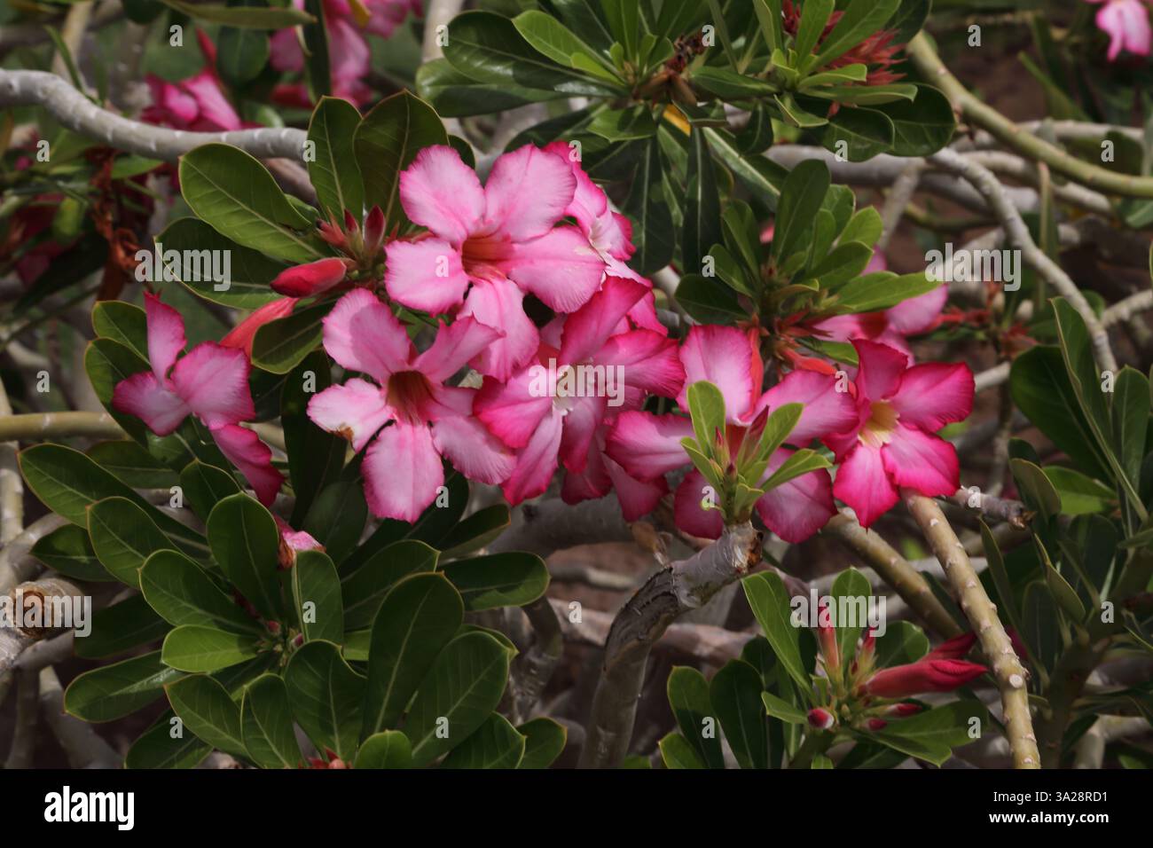Al Alam Palace Pink Desert Rose (Adenium Obesum) in Gardens Old Muscat ...