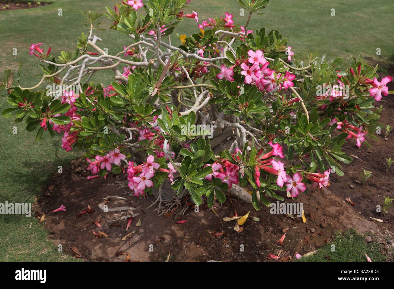 Al Alam Palace Pink Desert Rose (Adenium Obesum) in Gardens Old Muscat ...
