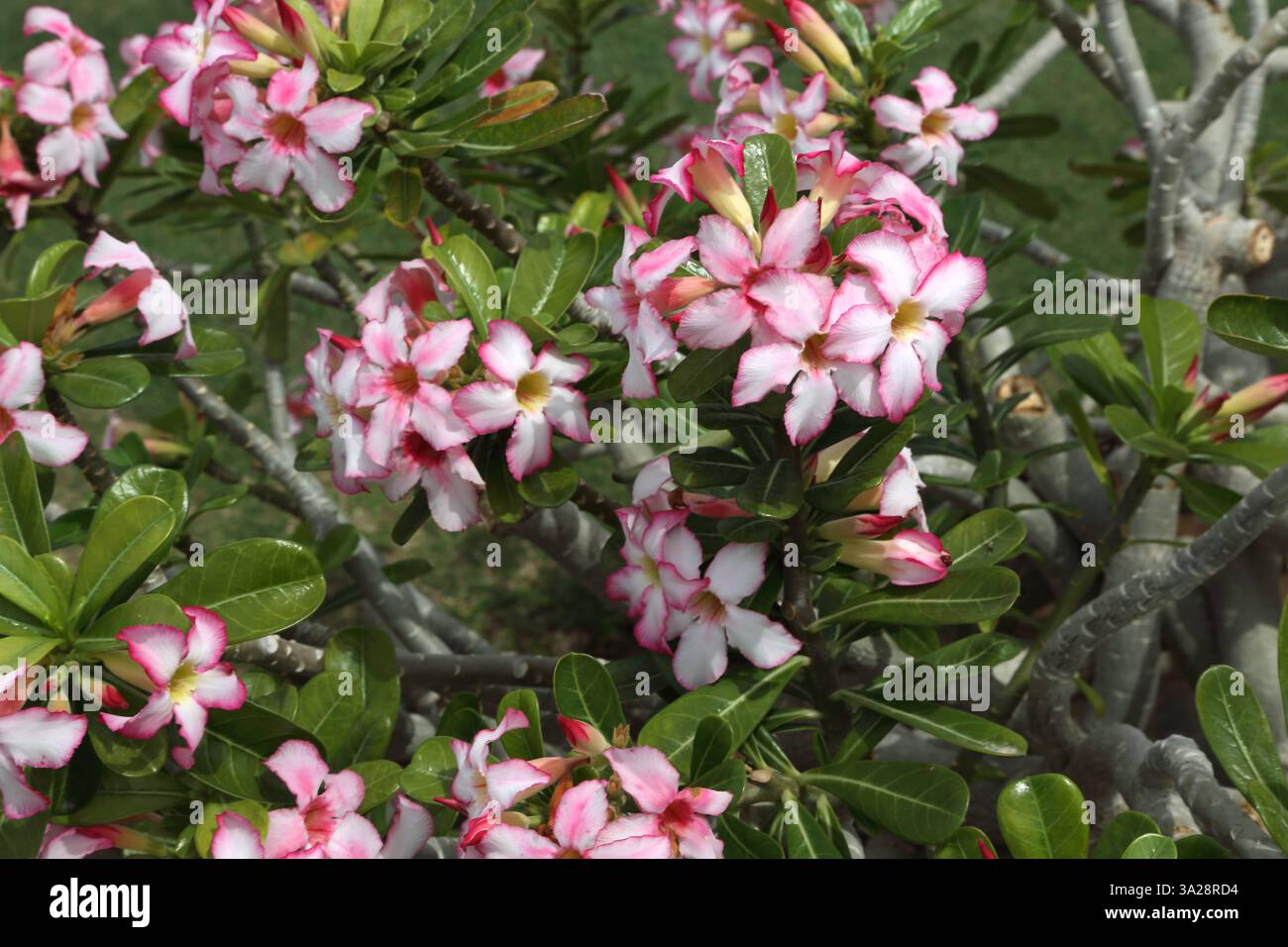 Al Alam Palace Pink Desert Rose (Adenium Obesum) in Gardens Old Muscat ...
