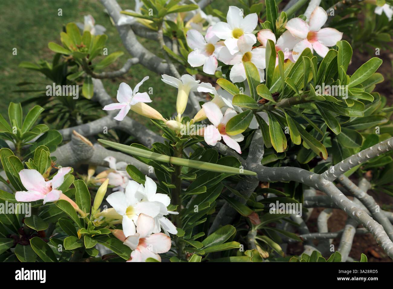 Al Alam Palace White Desert Rose (Adenium Obesum) in Gardens Old Muscat ...
