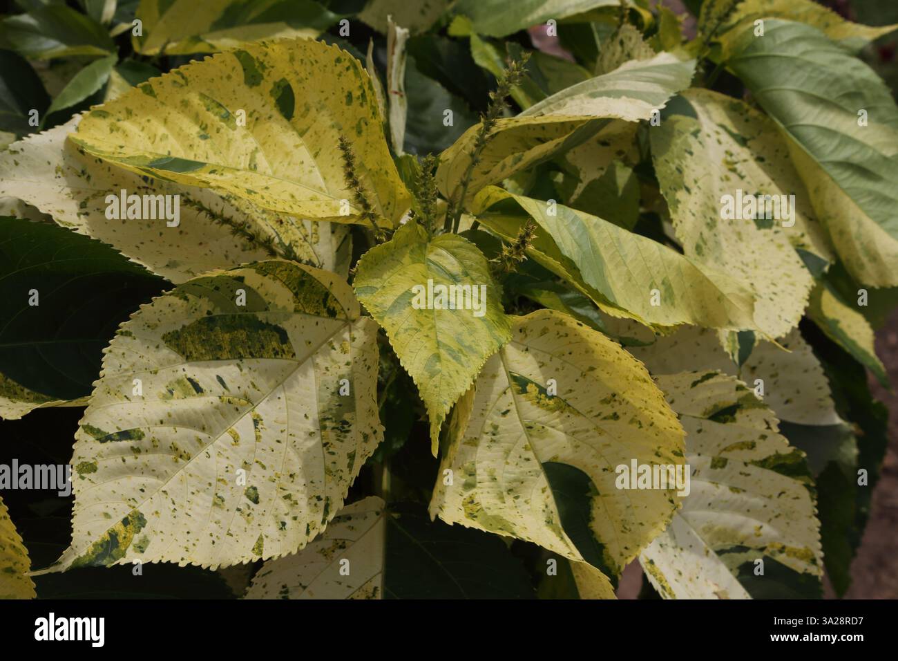 Copperleaf Shrub (Acalypha wilkesiana) at Al Alam Palace Gardens Old ...