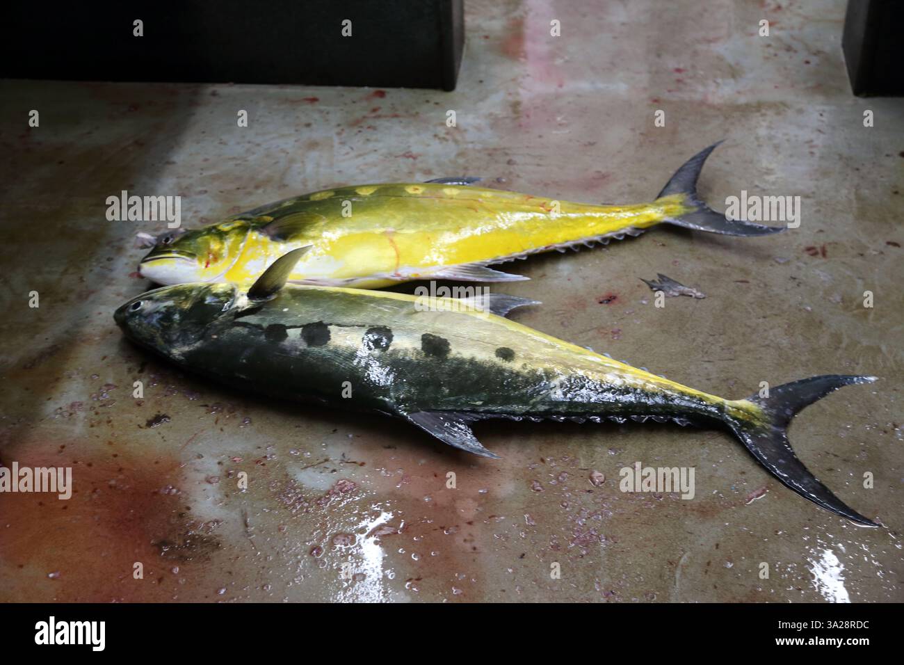 Queenfish at Mutrah Fish Souk Muscat Oman Stock Photo - Alamy