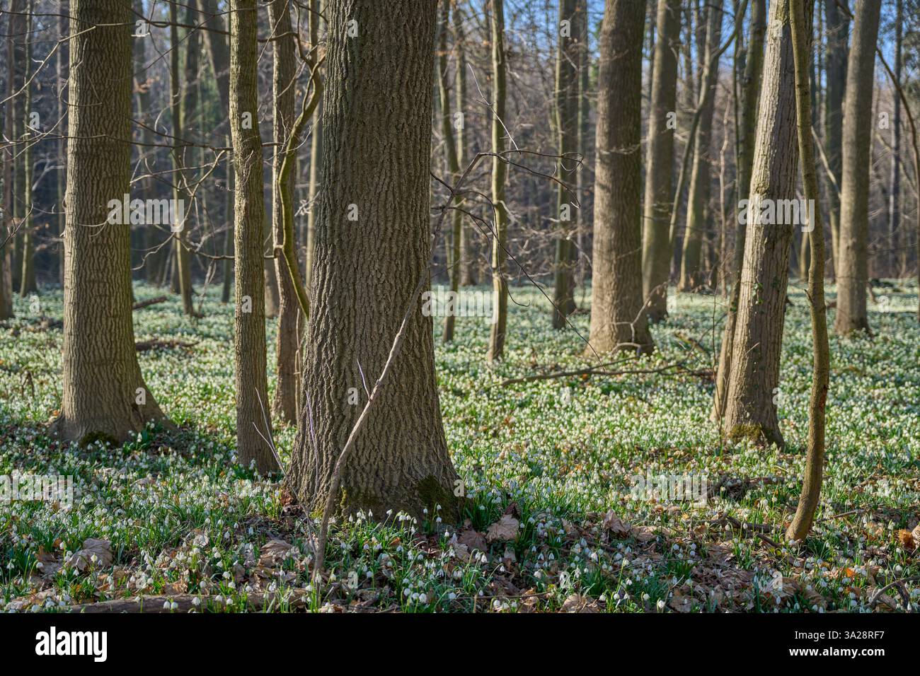 Spring decidous forest with lots of snowdrops and snowflakes in full ...