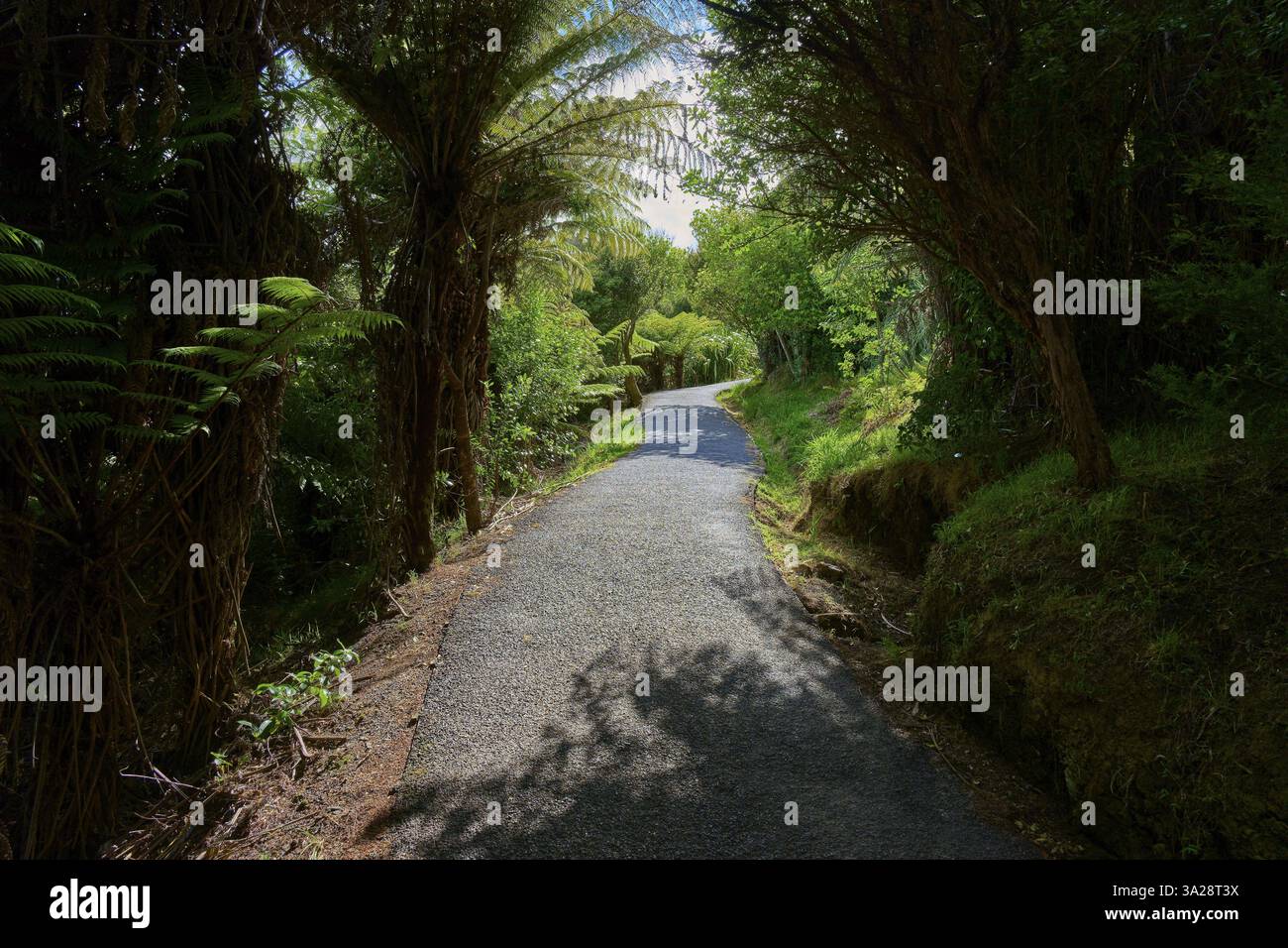 A shady path leads through a dense forest of ferns and trees, Cathedral ...