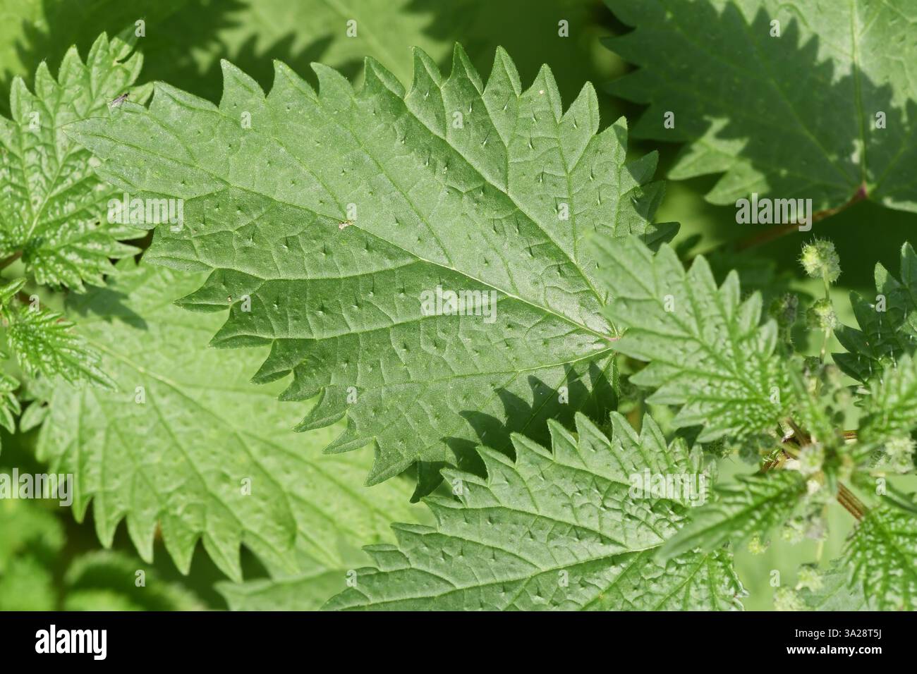 Stinging Nettle (Urtica dioica), leaves in closeup Stock Photo - Alamy