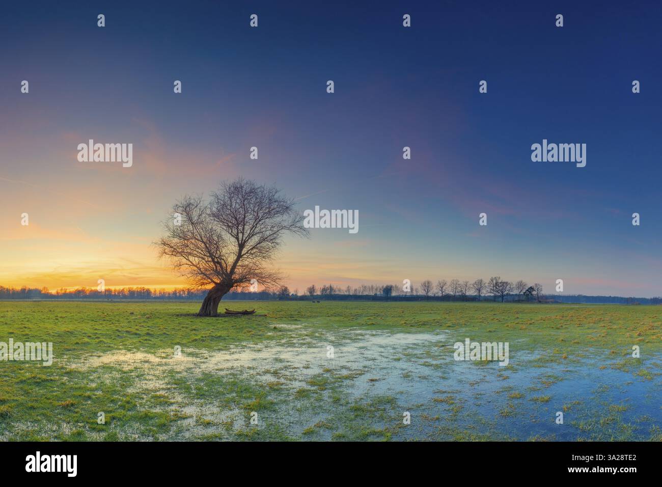 View of a pasture with a single tree in the sunset, landscape photo ...