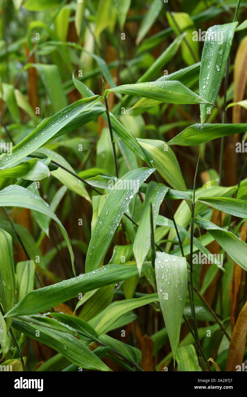 Bamboo, Kamuro-zasa, Pleioblastus viridistriatus, Poaceae. Japan, Asia ...