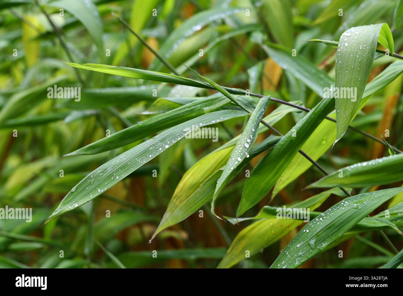 Bamboo, Kamuro-zasa, Pleioblastus viridistriatus, Poaceae. Japan, Asia ...