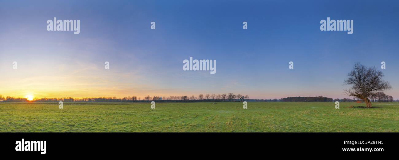 View of a pasture with a single tree in the sunset, panorama, landscape ...