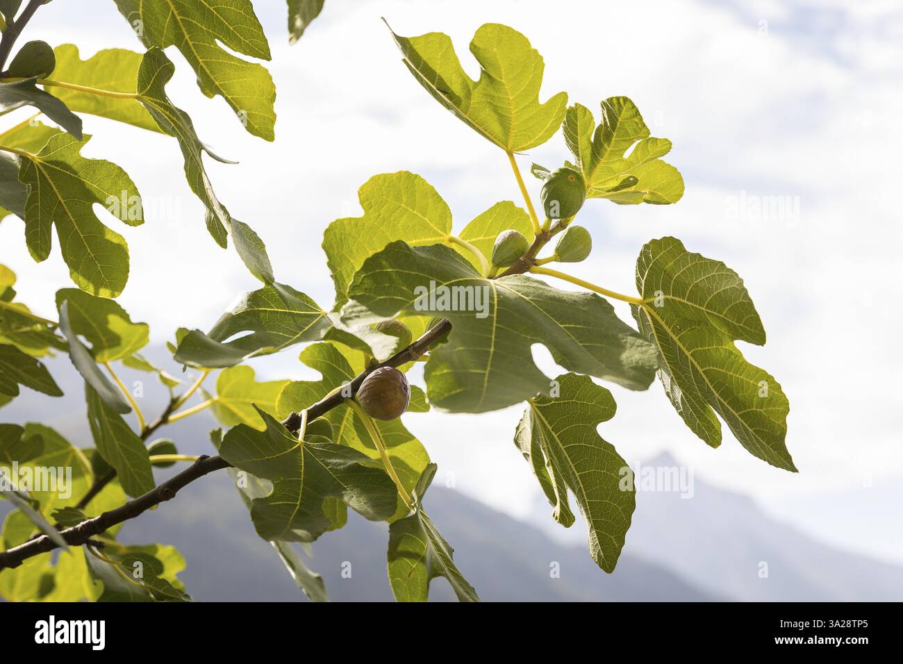 Fig tree fruit lake hi-res stock photography and images - Alamy