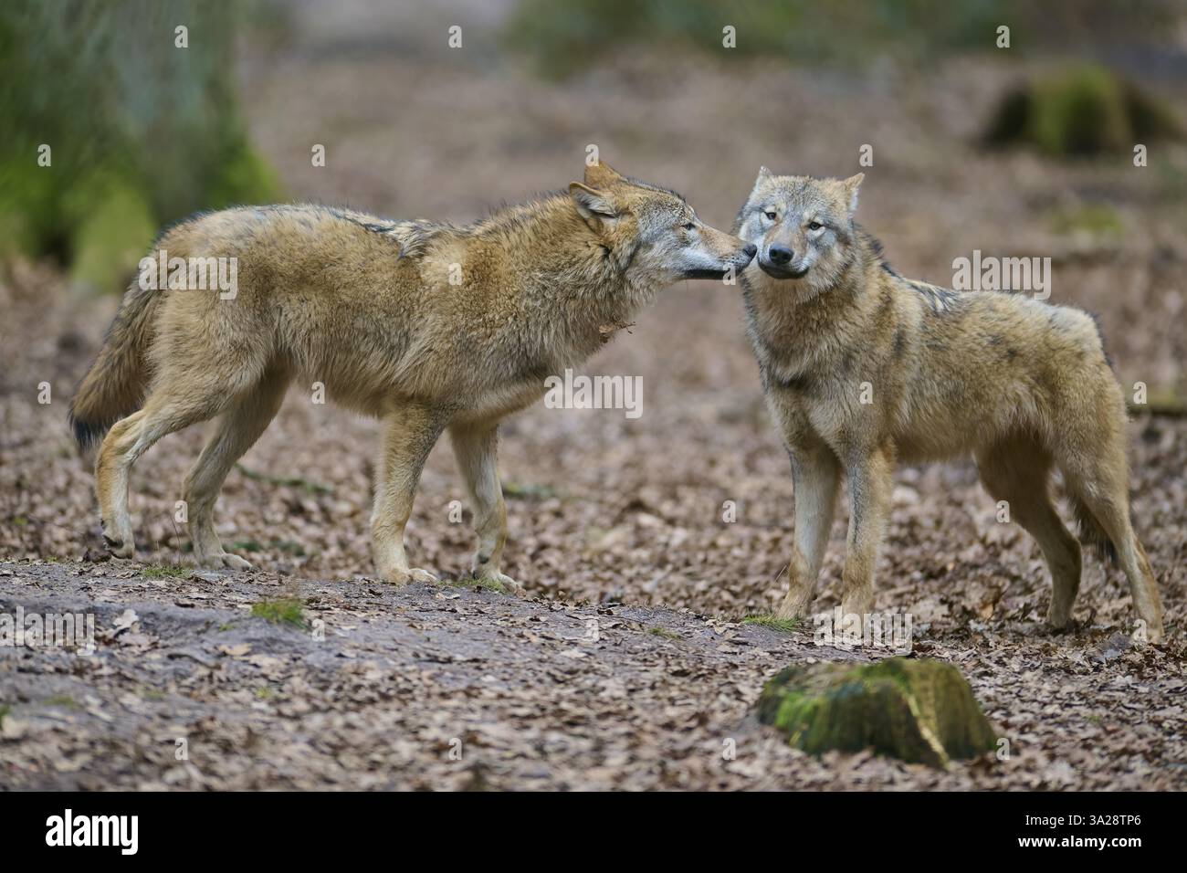 Wolf (Canis lupus), two wolves face each other in the forest ...