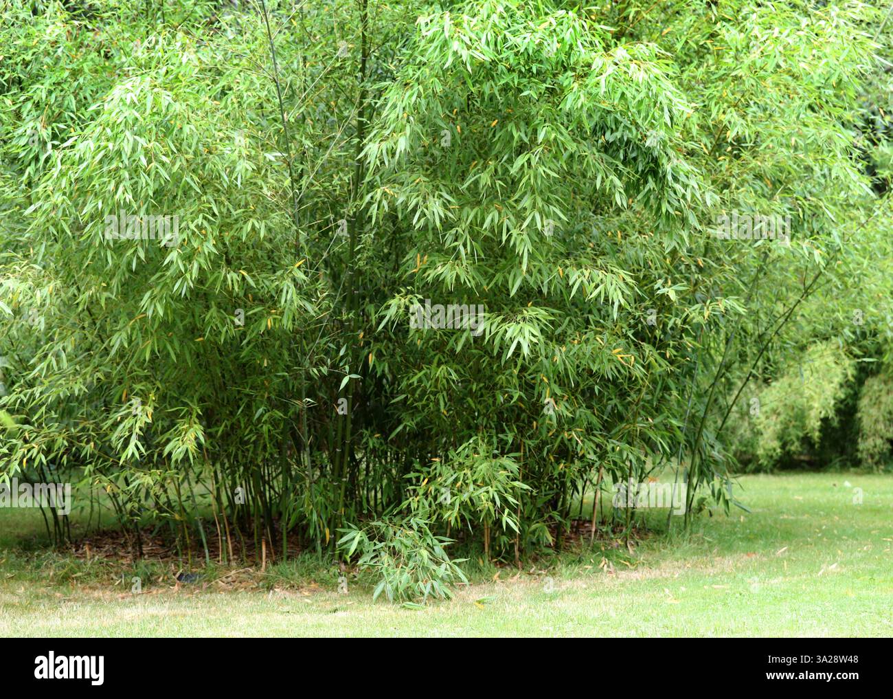 Kei chiku hi-res stock photography and images - Alamy