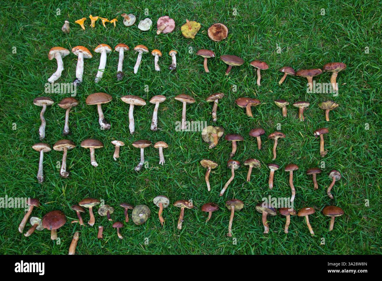 A variety of freshly foraged wild mushrooms laid out on green grass ...