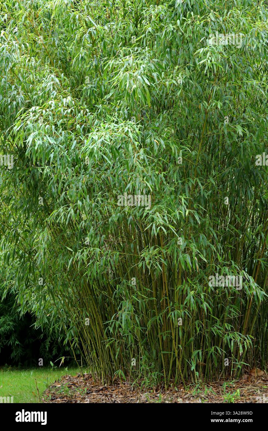 Phyllostachys angusta hi-res stock photography and images - Alamy