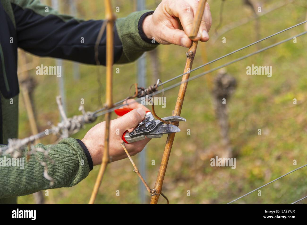 Pruning is one of the most important tasks of the entire wine year. It ...