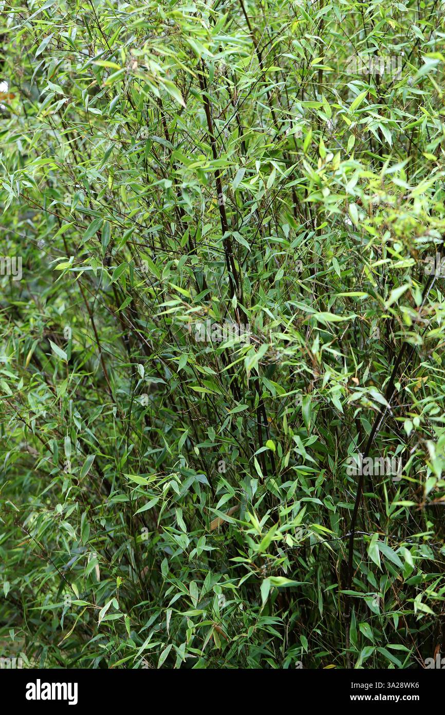 Black Bamboo or Purple Bamboo, Phyllostachys nigra, Poaceae. China. It ...