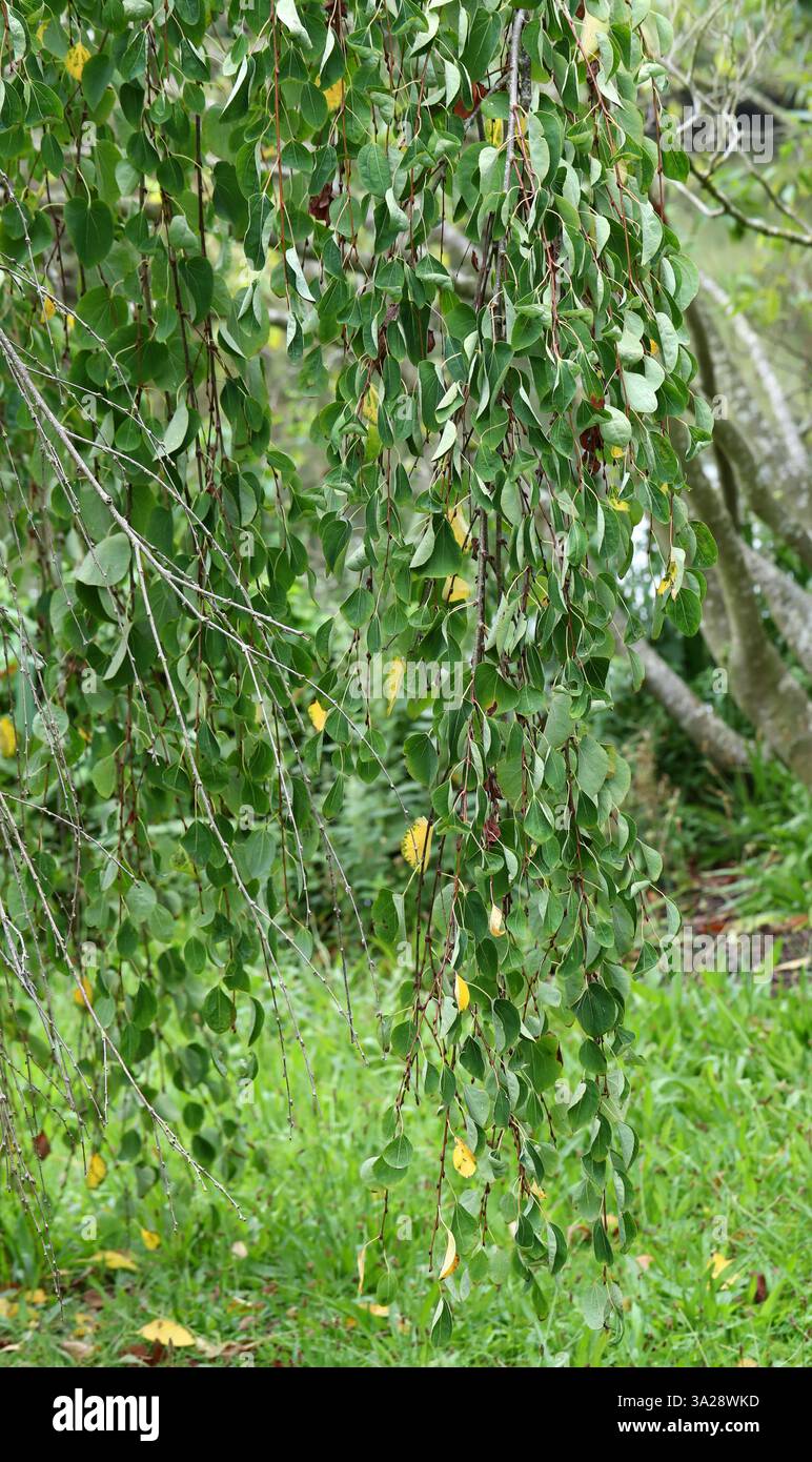 Hanging katsura trees hi-res stock photography and images - Alamy