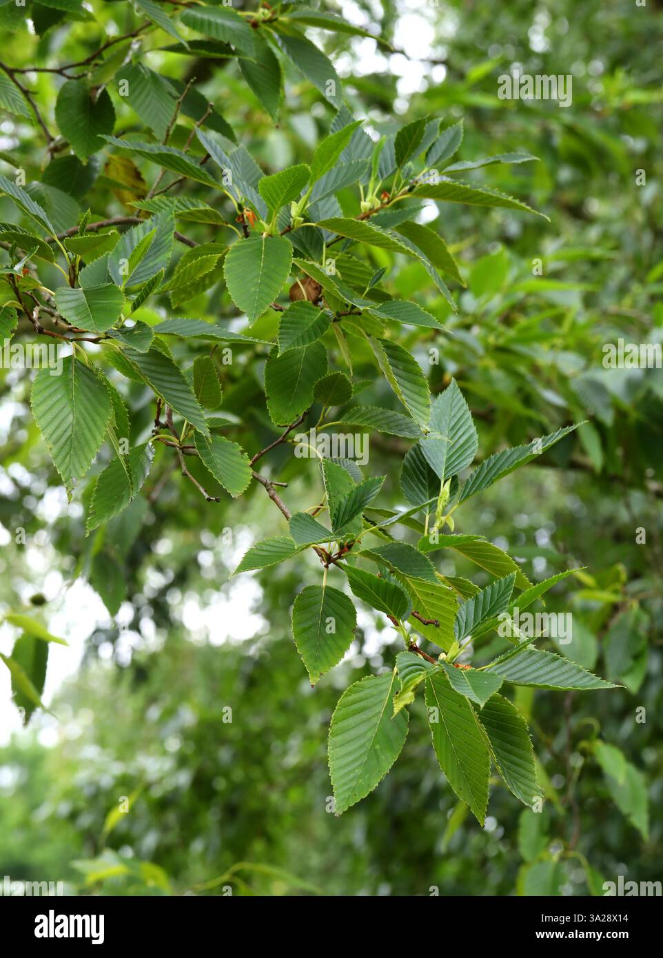 Japanese Green Alder, Alnus firma, Betulaceae. Japan, Asia. A small ...