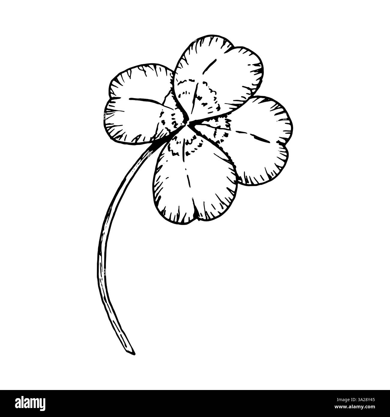 Four leaf clover on a stem. Symbol of St. Patrick's Day. Hand drawn in ...