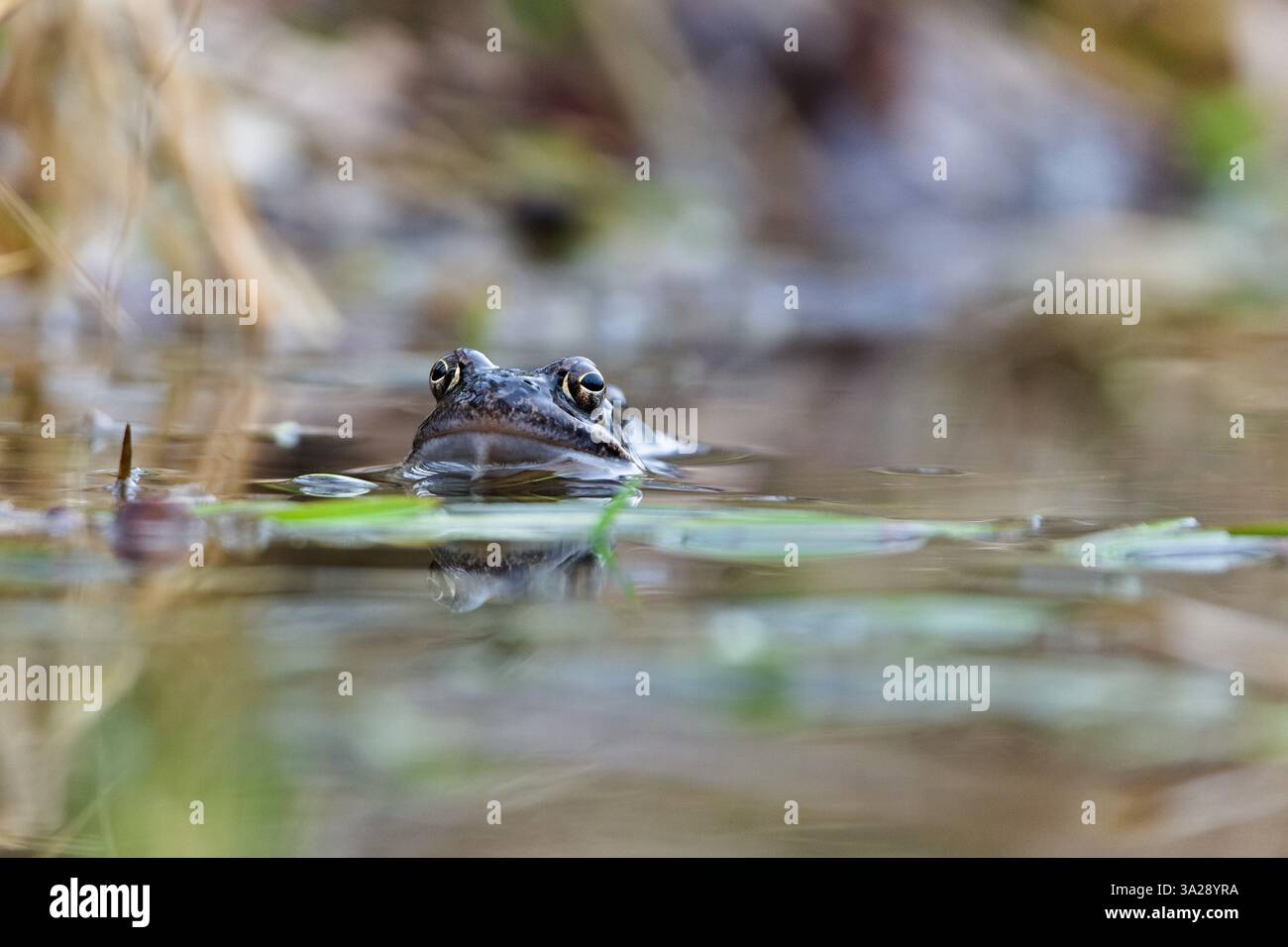 Brown frog on the surface of the pond during spring mating season ...