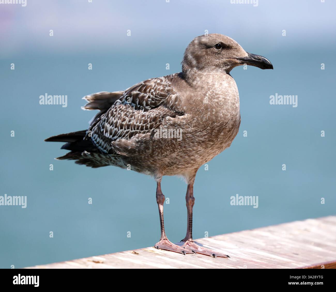 Birds that bother people hi-res stock photography and images - Alamy