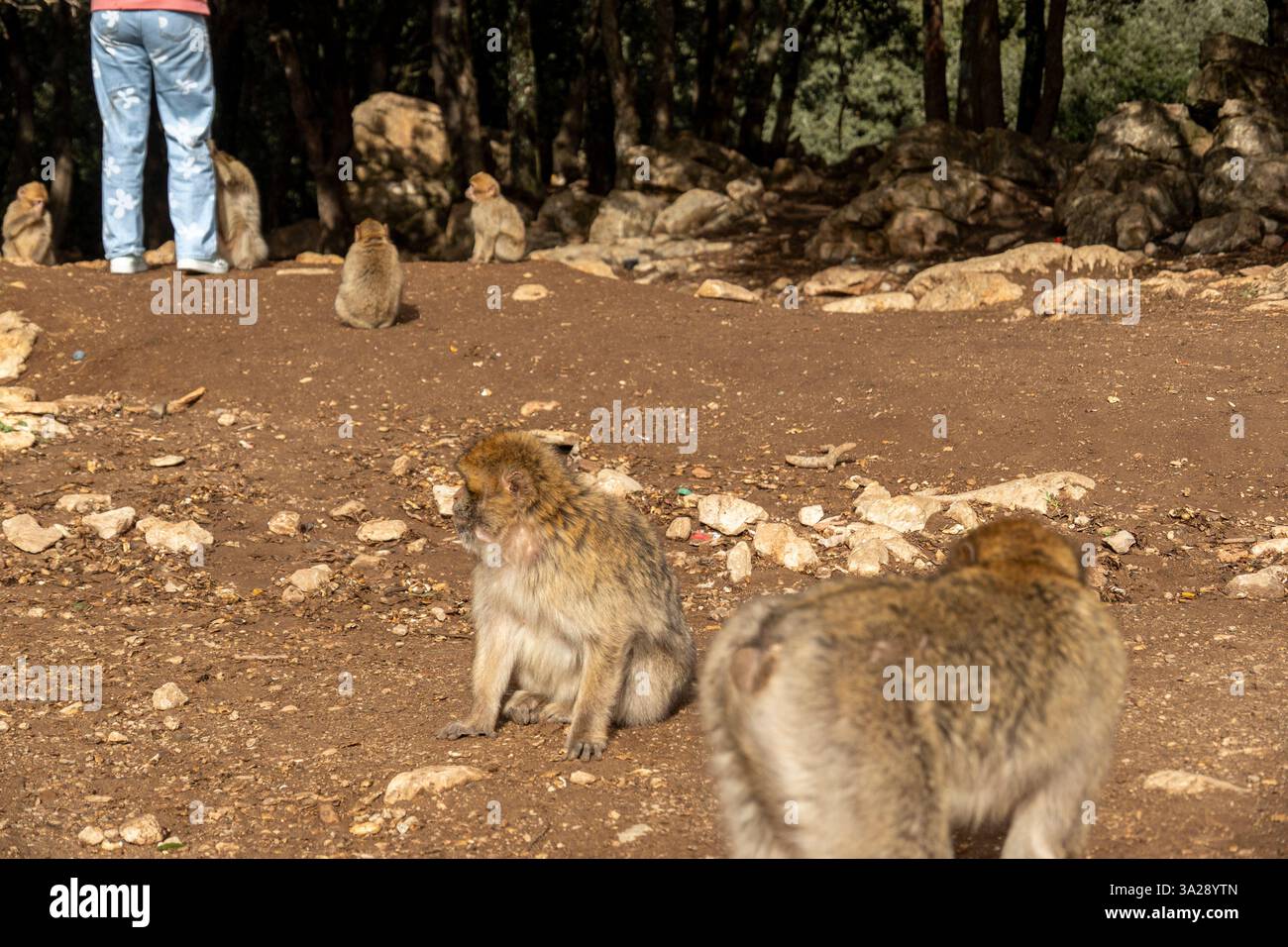 wild monkeys in the forest of Morocco Stock Photo - Alamy