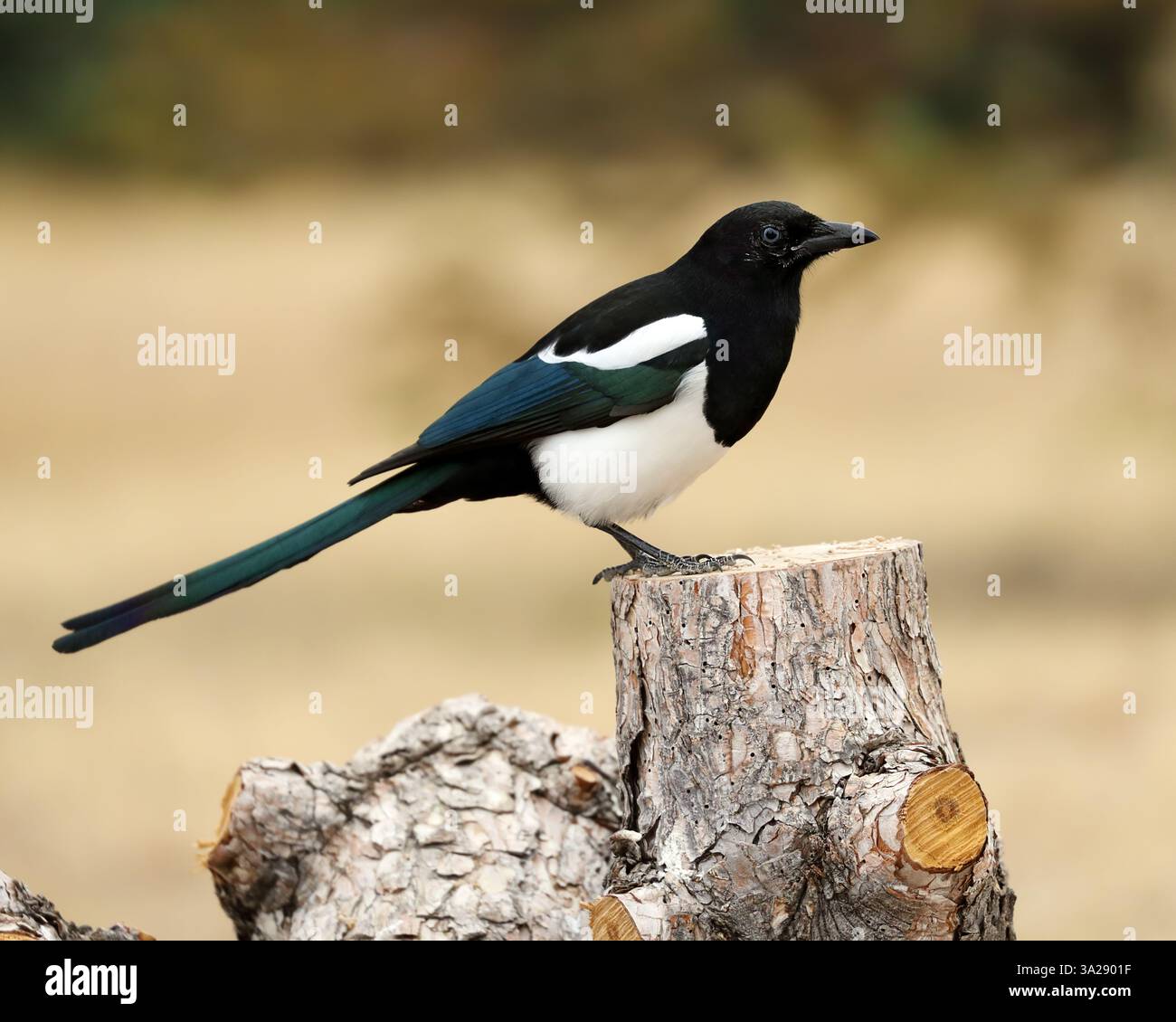 Birds that eat insects hi-res stock photography and images - Alamy