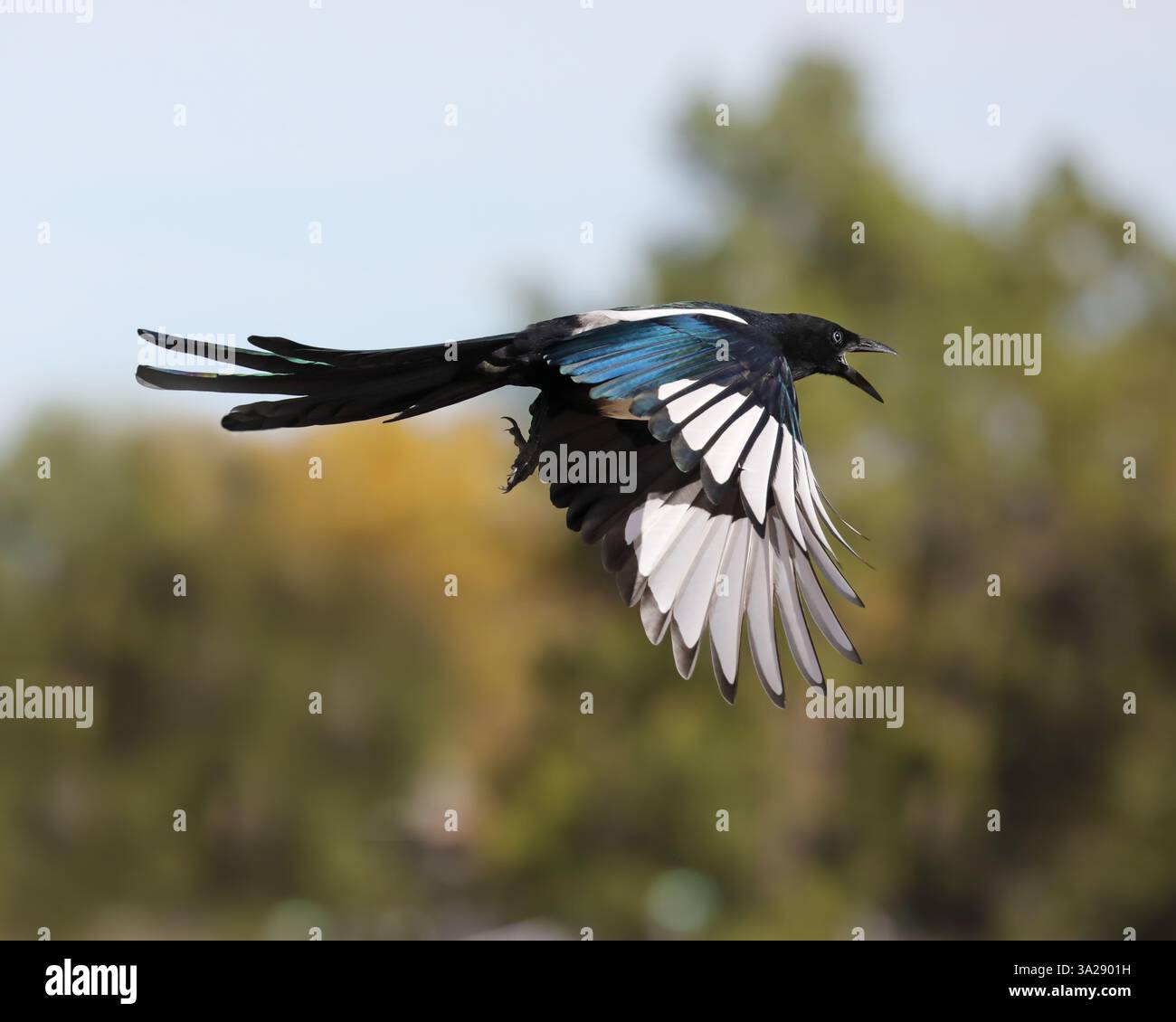 Insects flying on white hi-res stock photography and images - Alamy