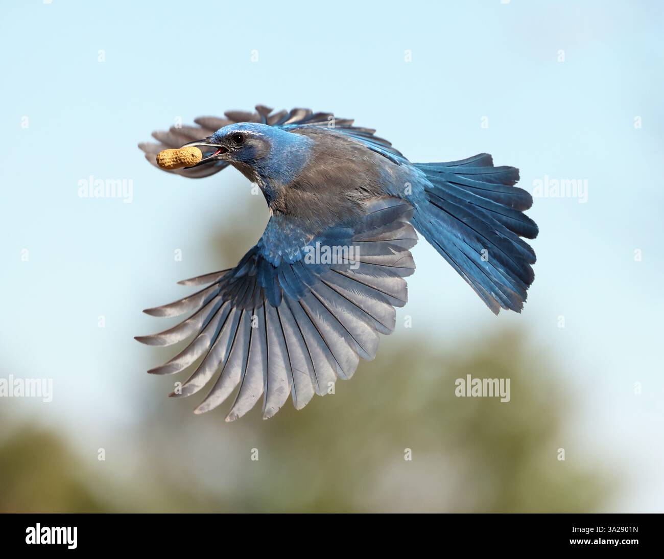 Blue jay bird flying in hi-res stock photography and images - Alamy