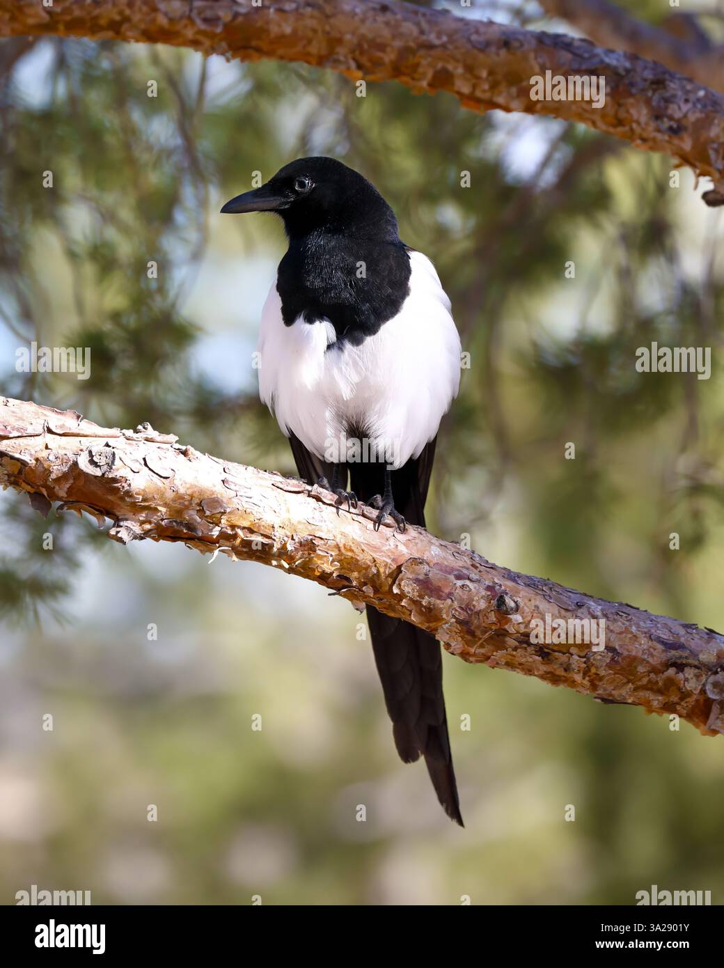 Back ground blurry hi-res stock photography and images - Alamy