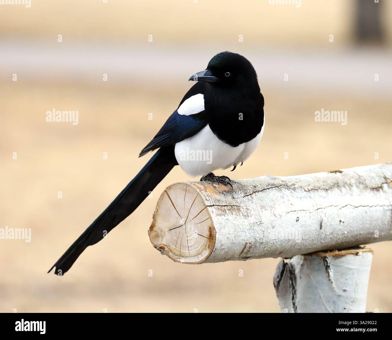 Magpie sitting on a branch hi-res stock photography and images - Alamy