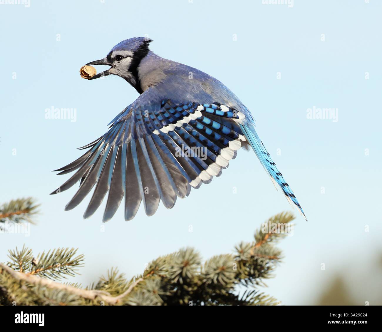 Blue jay flying hi-res stock photography and images - Alamy