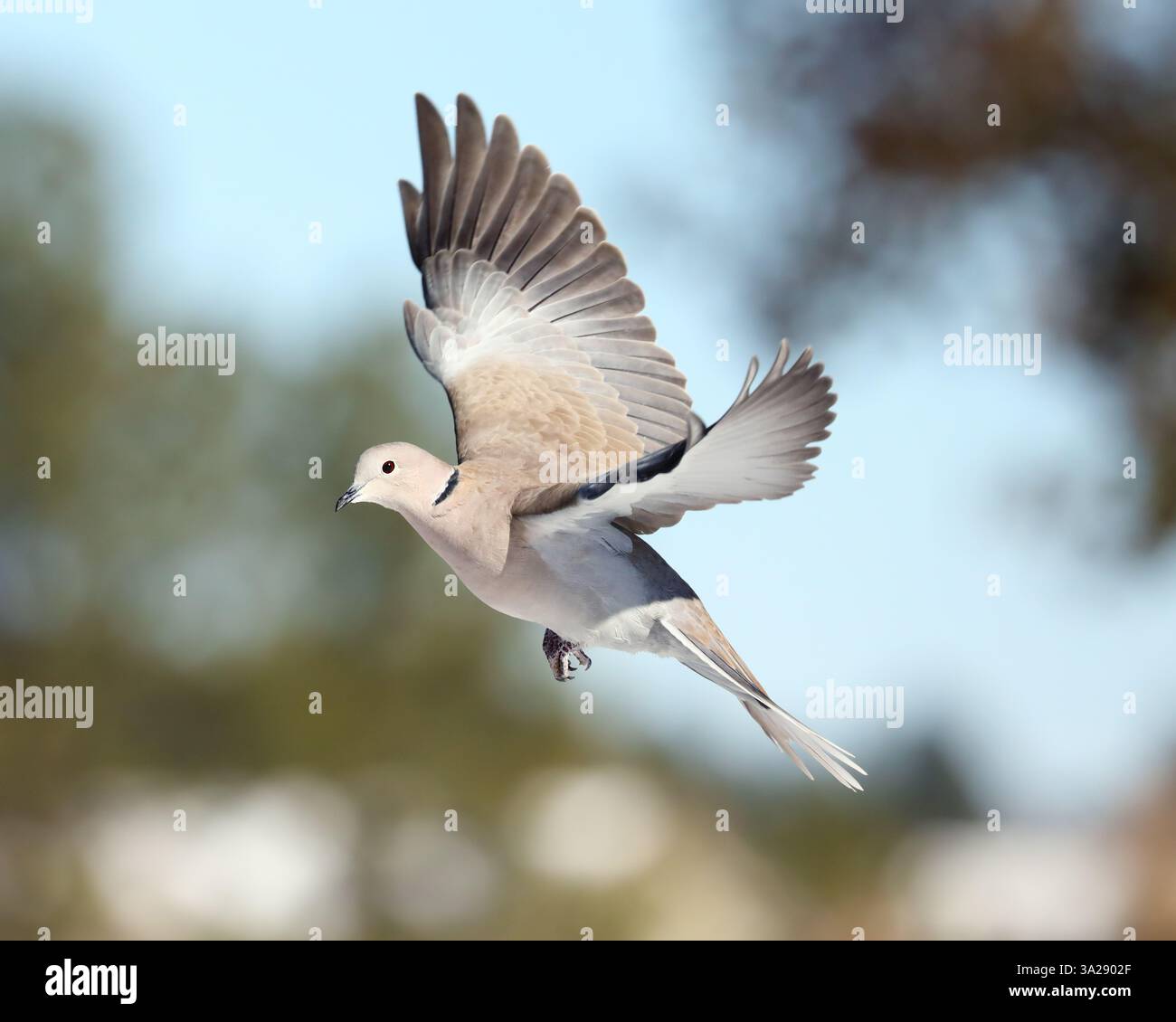 Close ups of doves hi-res stock photography and images - Alamy